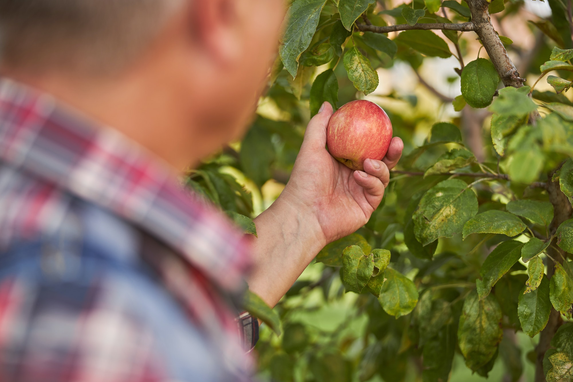 Alarming Signs of Nutrient Deficiency in Trees - New Jersey Tree Experts