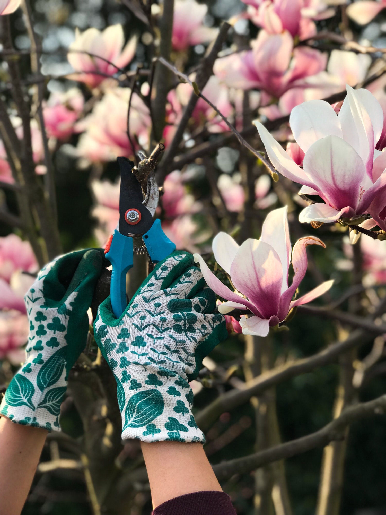 5 Incredible Tips To Pruning Trees Like A Pro American Tree Experts