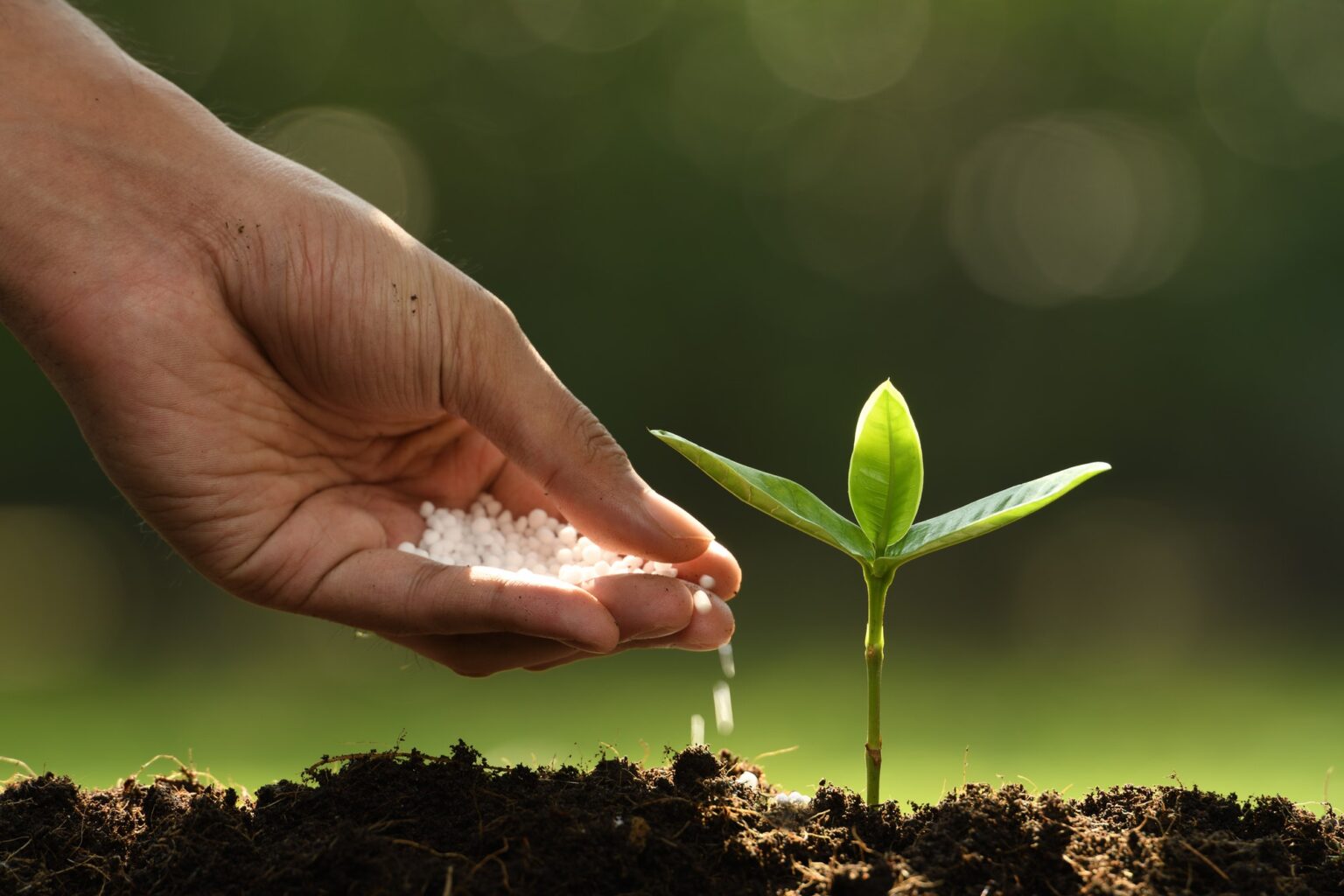 Types of Plant Fertilizers And Their Advantages - Learn From Experts