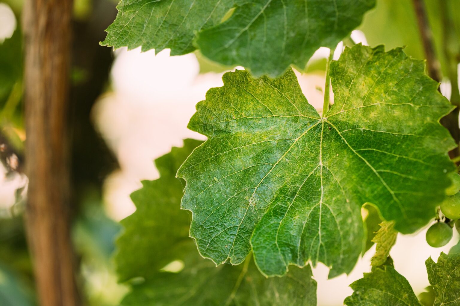 6 Most Common Plant Diseases and Their Treatment - Part 2