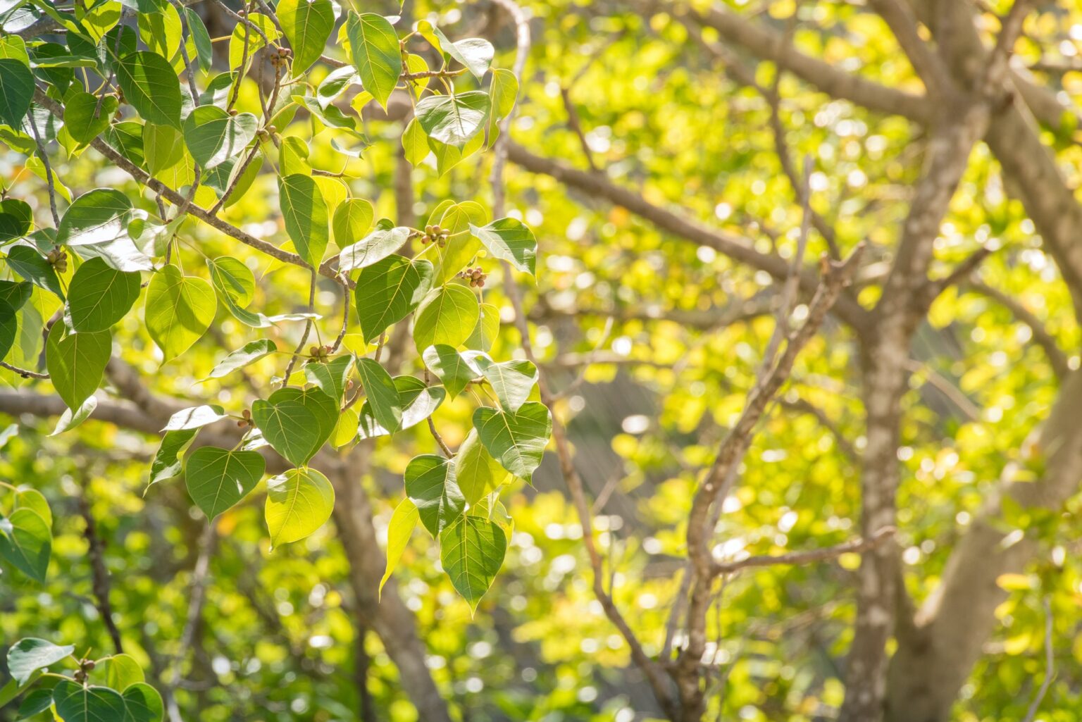 5 Trees That Require Less Water According To Experts