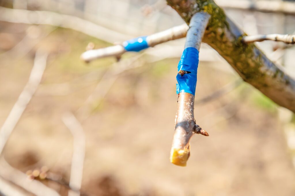 Blog - American Tree Experts