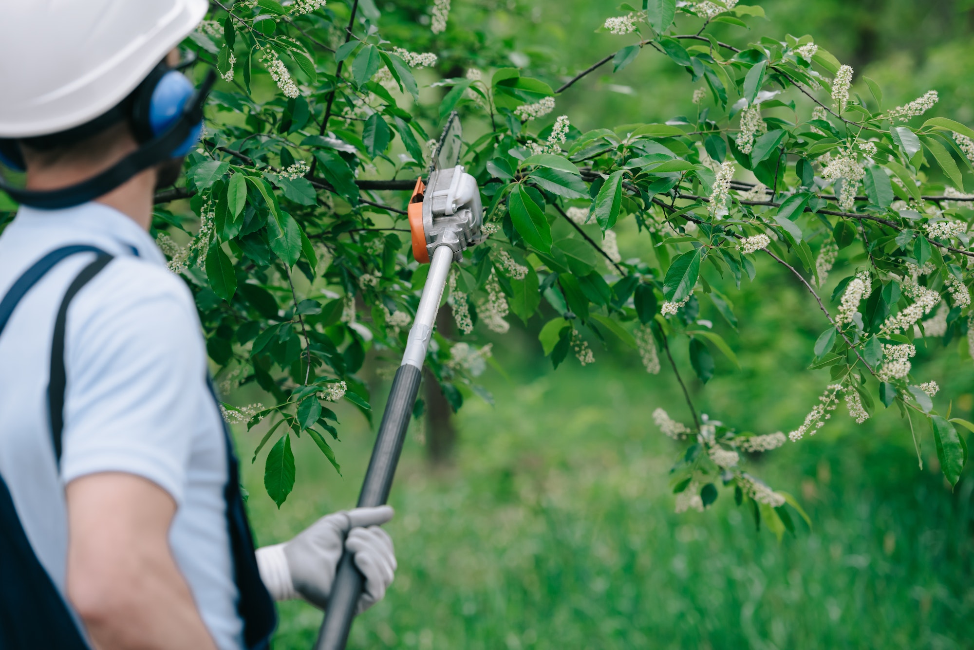 6 Noteworthy Benefits Of Regular Tree Trimming