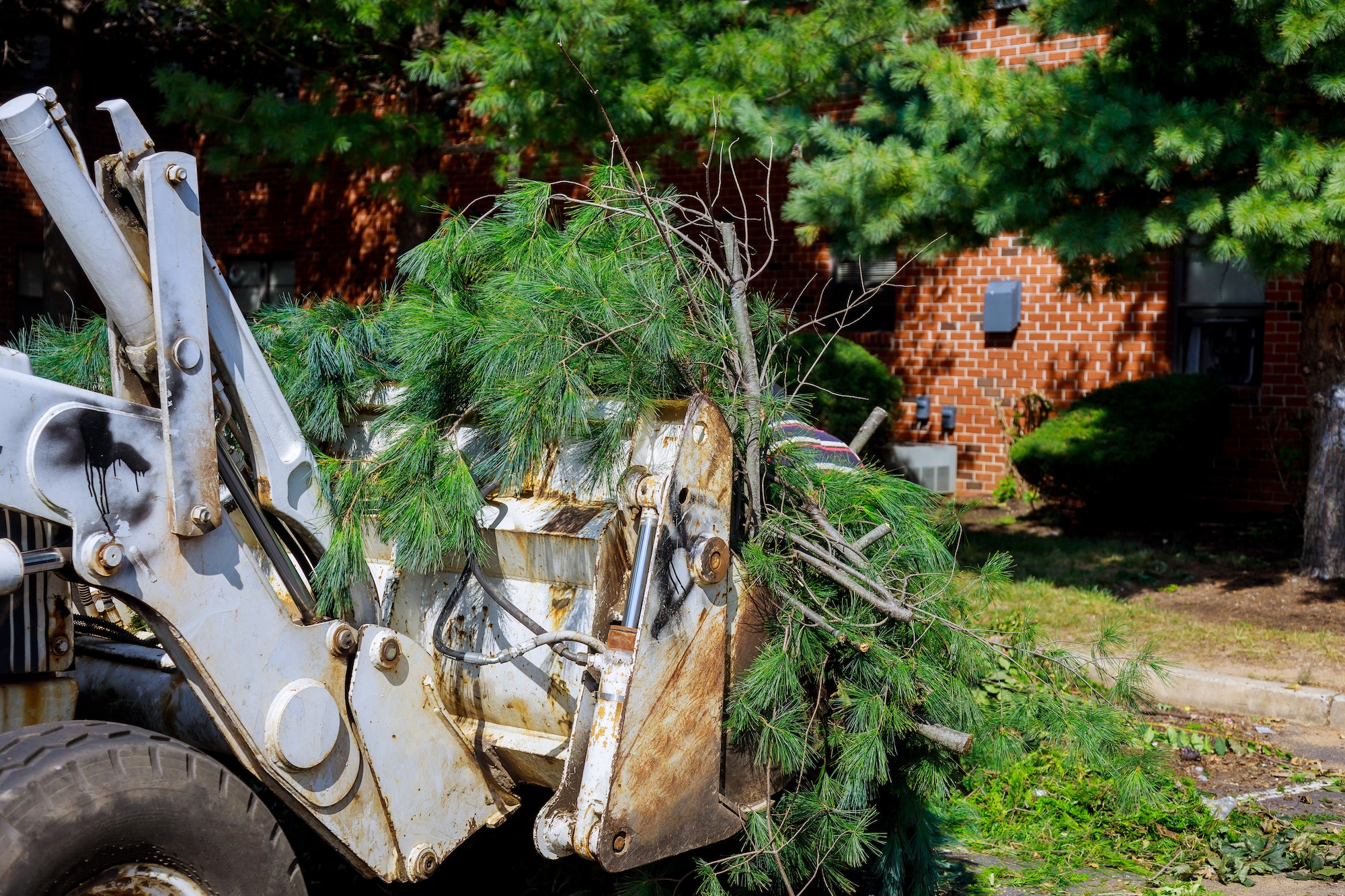 5 Must-Know Tips For Safe Tree Removal