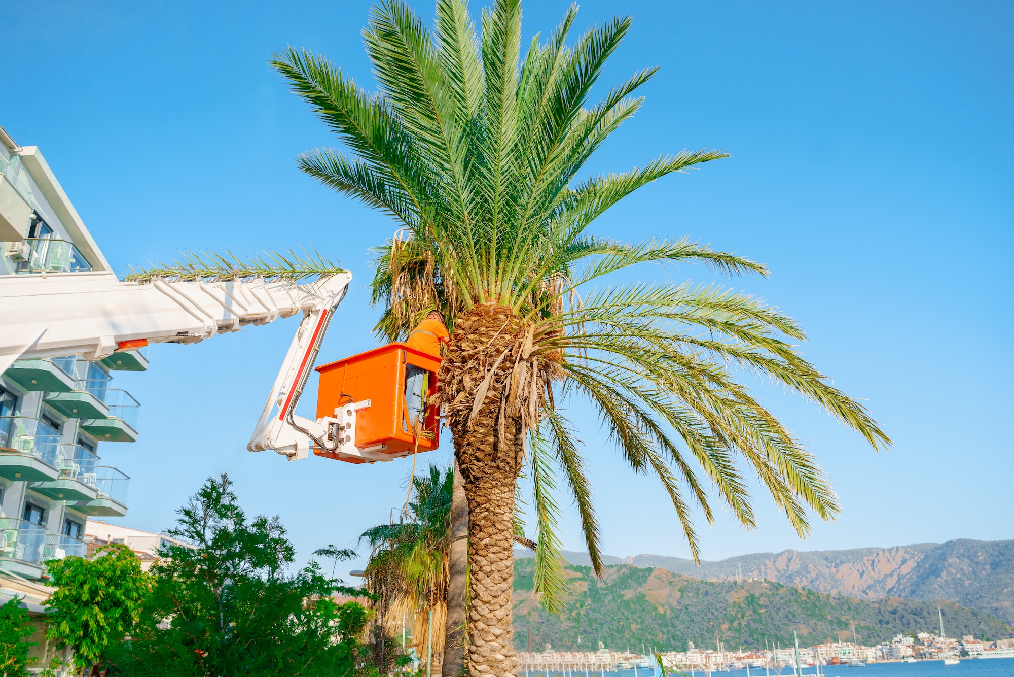 How To Cut Down A Palm Tree In Sections At George Delano Blog