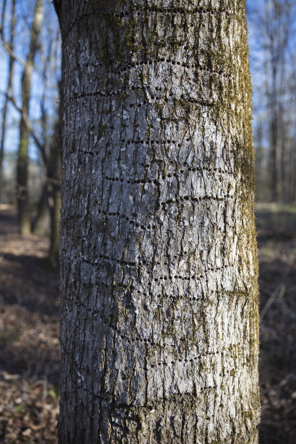 A Guide To Identifying Emerald Ash Borer Tree Infestation