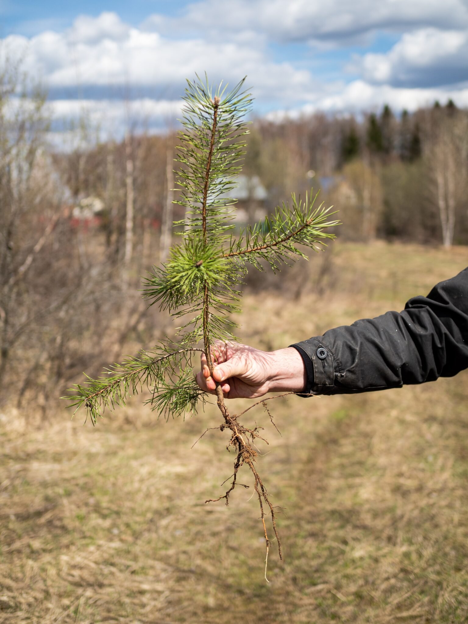 5 Pros And Cons Of Planting Trees In Fall