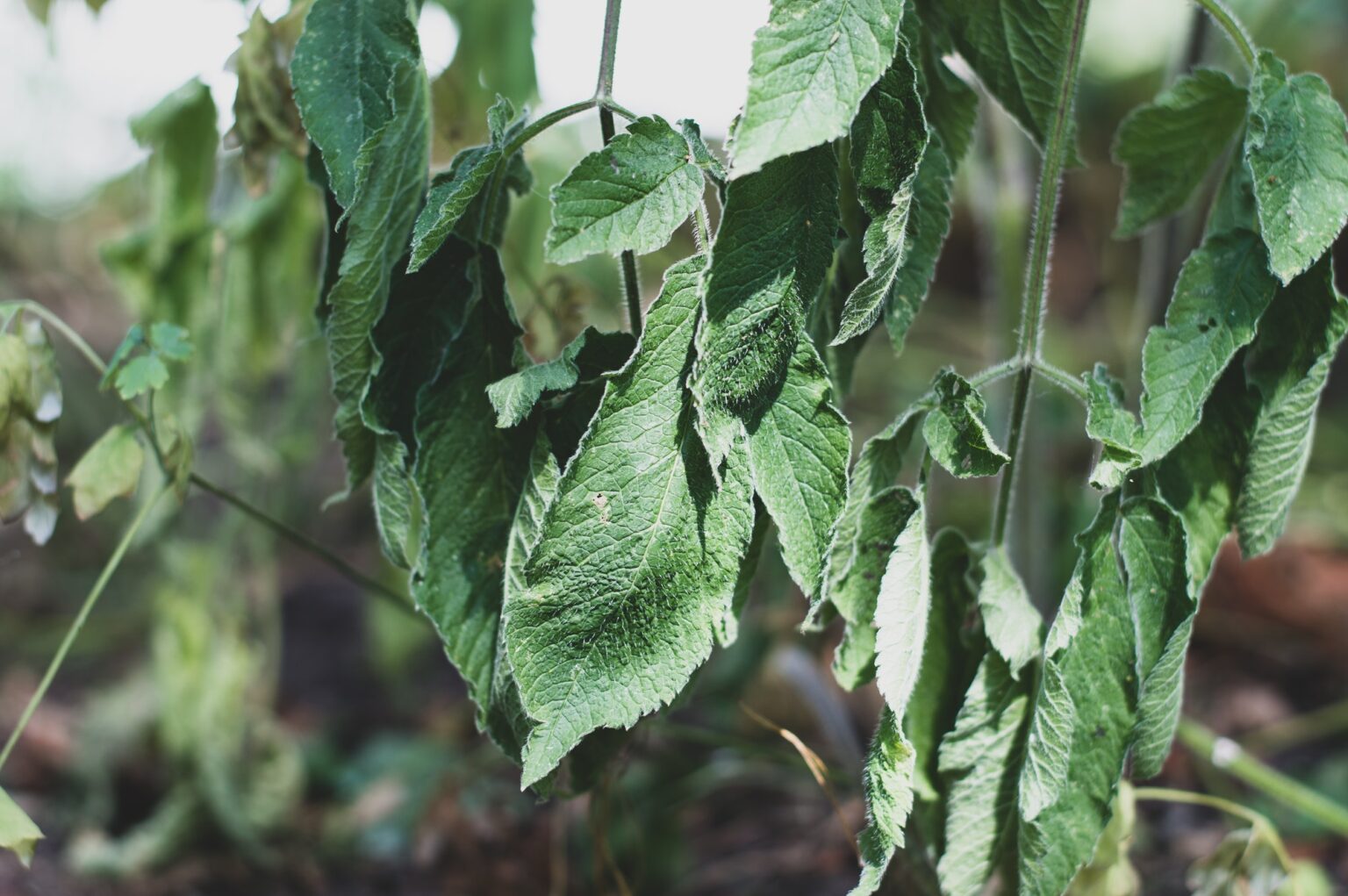 Understanding The Signs of Nutrient Deficiencies In Trees