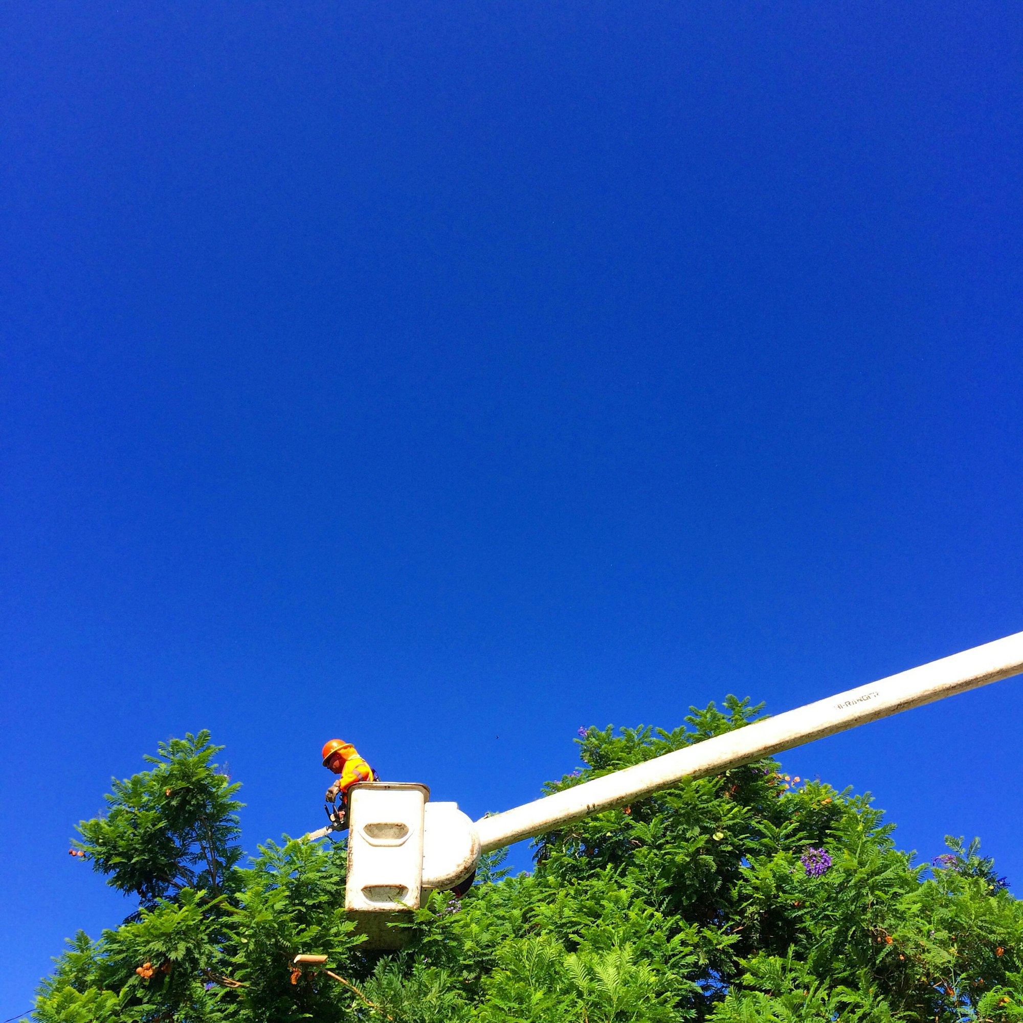 5 Essential Tree Maintenance Tips For Spring