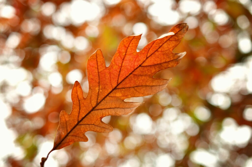 Top 6 Shade Trees For Your New Jersey Landscape - American Tree Experts