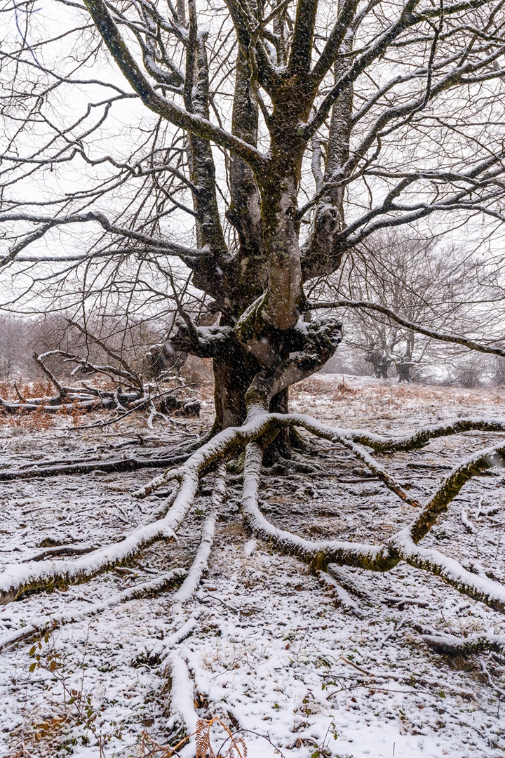 Frozen Tree Roots: Understanding the Risks and Effects