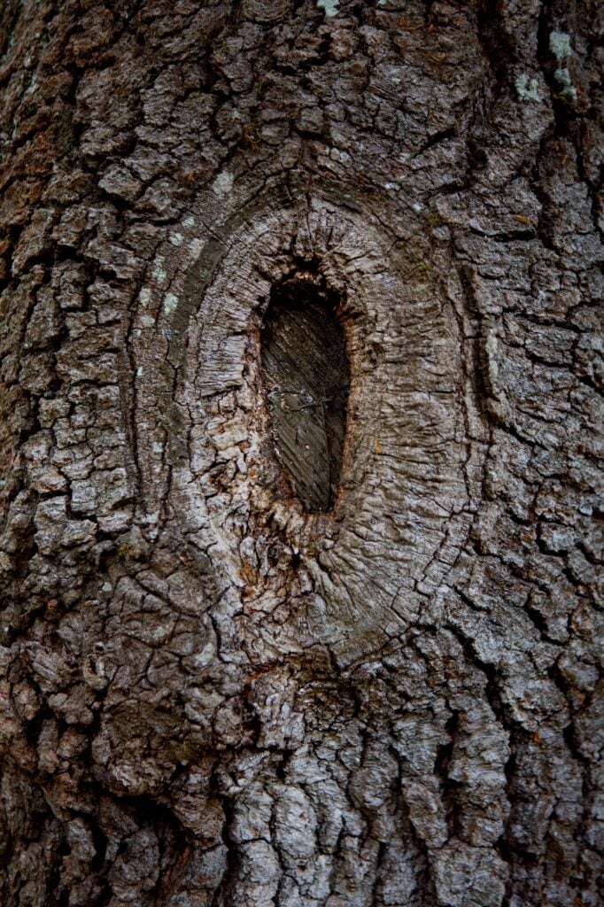 Saving a Dying Oak Tree: Comprehensive Guide from the Experts