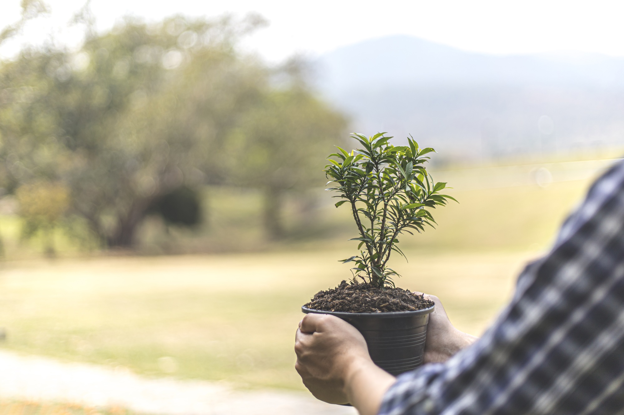Top 4 Trees For Planting Near Your House - American Tree Experts
