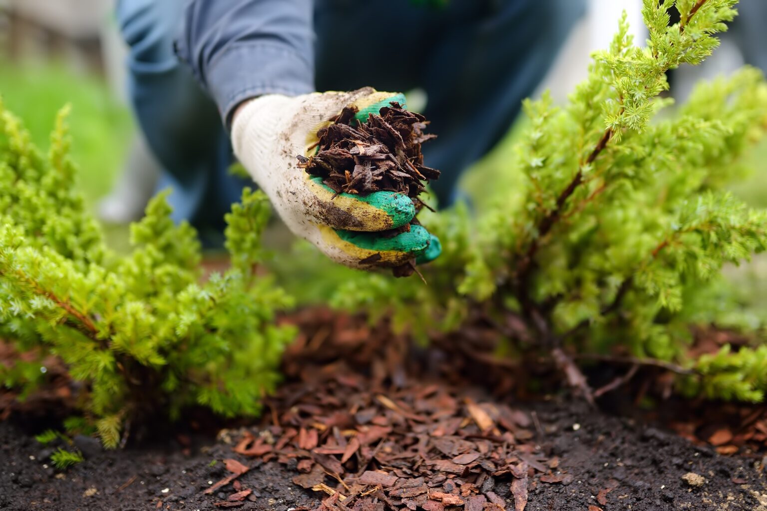 How To Choose The Right Mulch For Your Trees? - American Tree Experts