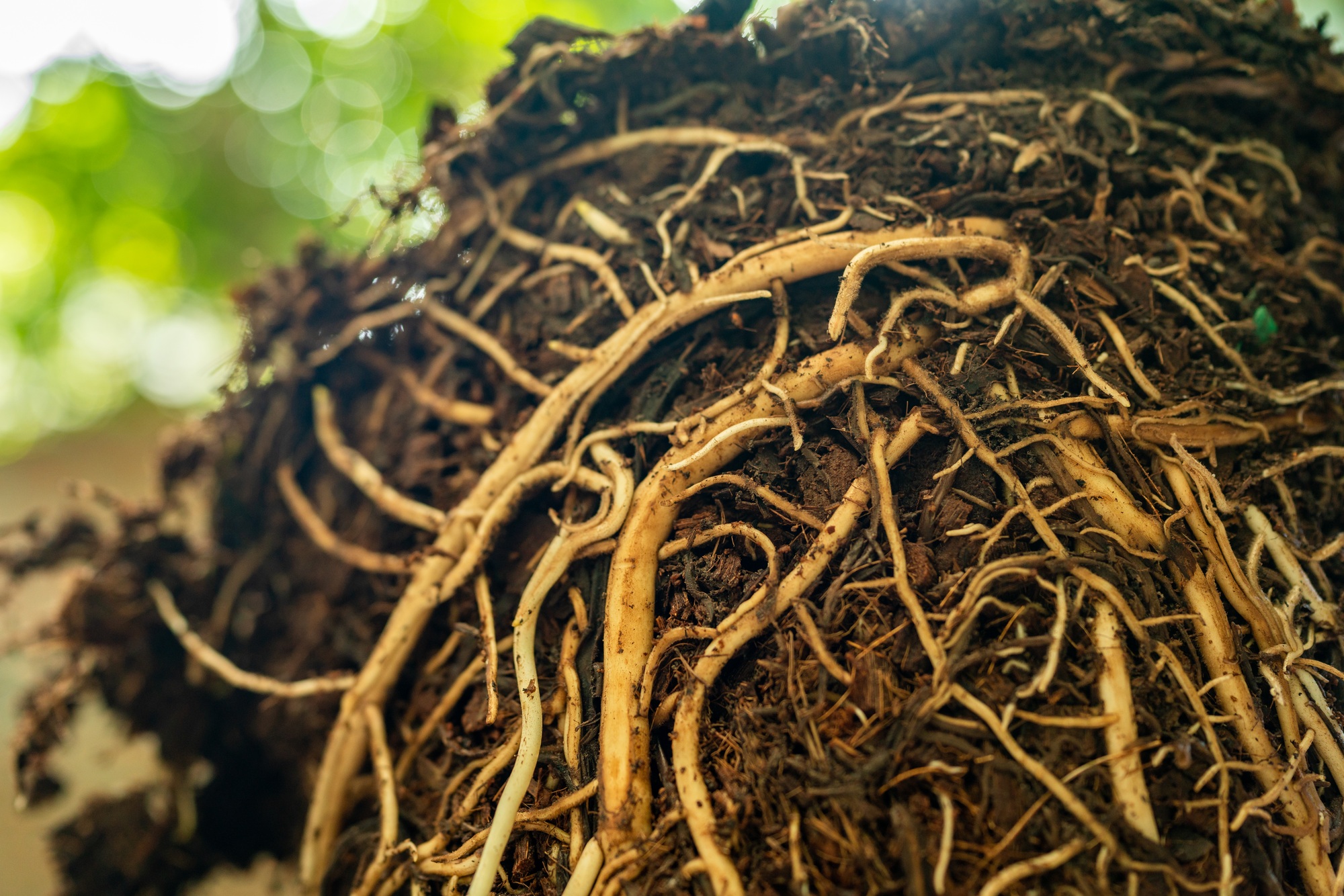 Removing a Tree? Discover What Lurks Beneath the Surface